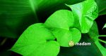 Types of Leaves - biomadam