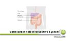 Functions of Gallbladder in the Digestive System - biomadam