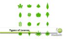 Types of Leaves - biomadam