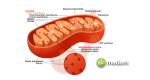 Function of Mitochondria in Plant Cell - biomadam