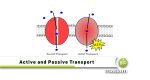 Difference between Active and Passive Transport - biomadam