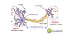 Function of Axon in Neuron - biomadam