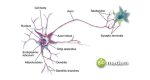 Function of Axon in Neuron - biomadam