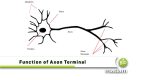 Function of Axon Terminal - biomadam