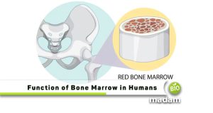 Functions of Bone Marrow in the Immune System - biomadam