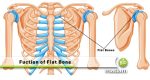 Function of Flat Bone - biomadam