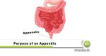 What is the Purpose of an Appendix - biomadam