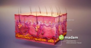 Function of Hypodermis - biomadam