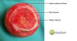 Functions of Bone Marrow in the Immune System - biomadam