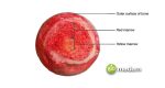 Types of Bone Marrow and its Functions - biomadam