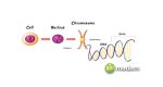 Function of a Nucleus in a Plant Cell - biomadam