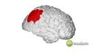 Function of Parietal Lobe - biomadam