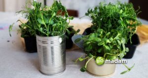 Functions of Zinc in Plants - biomadam