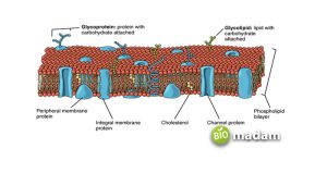 Function of Cell Membrane in Animal Cell - biomadam