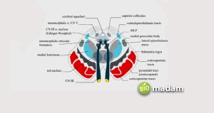 Function of Red Nucleus - biomadam