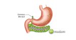 Function of Duodenum - biomadam