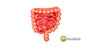 Function of Duodenum - biomadam