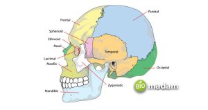 Functions of Zygomatic Bones - biomadam