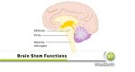 Functions of the Brain Stem - biomadam
