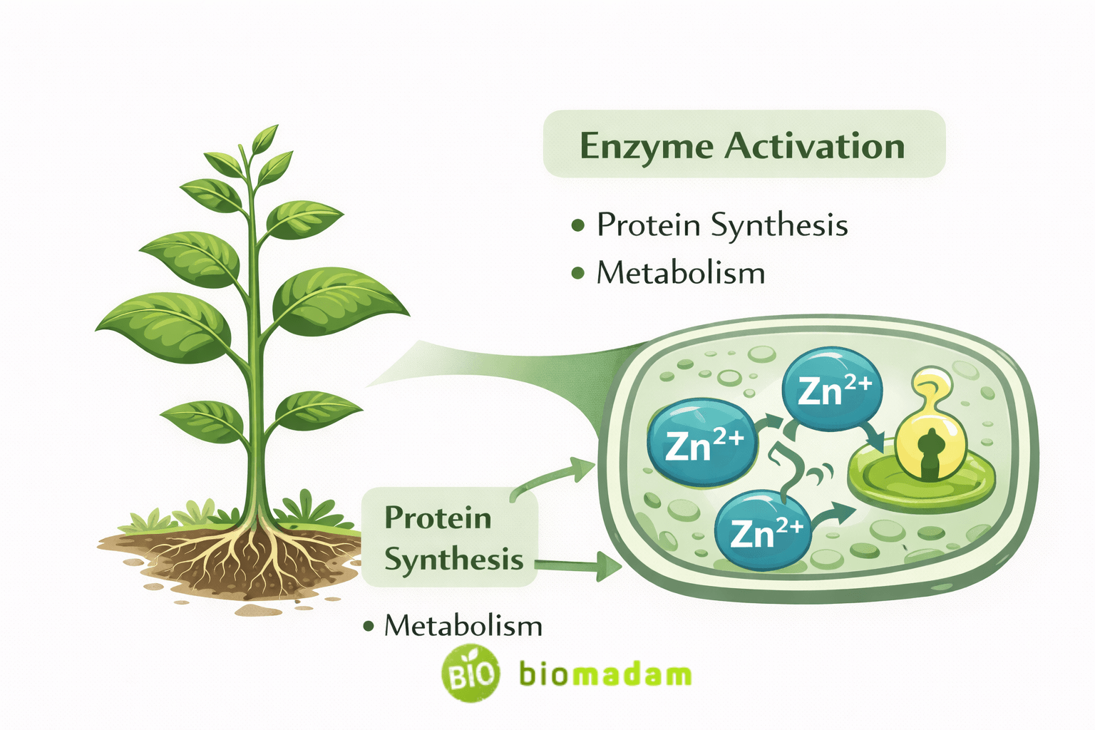 Functions of Zinc in Plants (Role, Deficiency & Benefits)