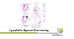 Function of Bone Marrow in the Lymphatic System - biomadam