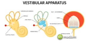 How many Bones are in Your Ear? - biomadam