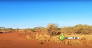 Complete Guide to the Tanami Desert - biomadam