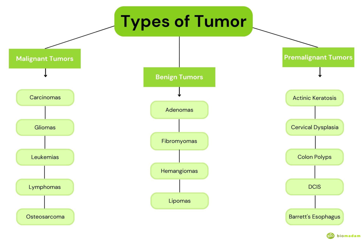 Difference Between Cyst and Tumor - biomadam