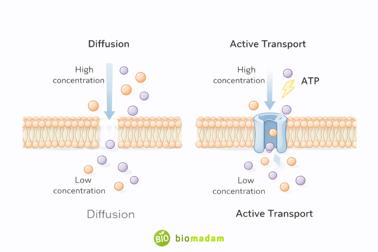 Different Types of Diffusion – Definition, Factors & Examples