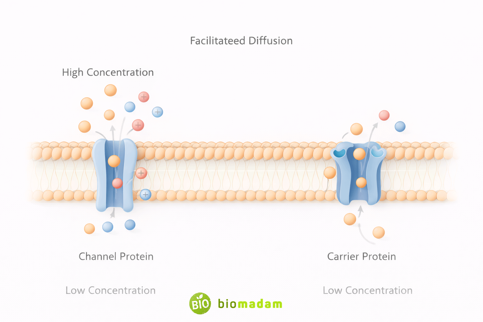 Difference Between Facilitated Diffusion and Active Transport (With Table)