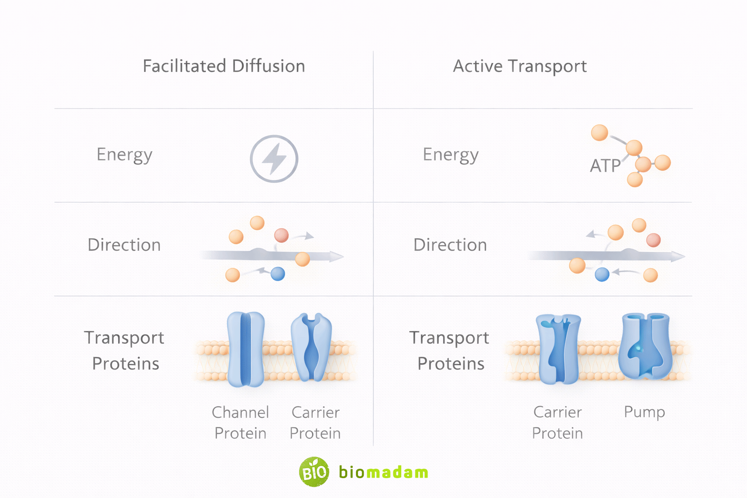 Difference Between Facilitated Diffusion and Active Transport (With Table)