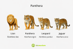 Species vs Genus: Key Differences, Definitions, and Examples
