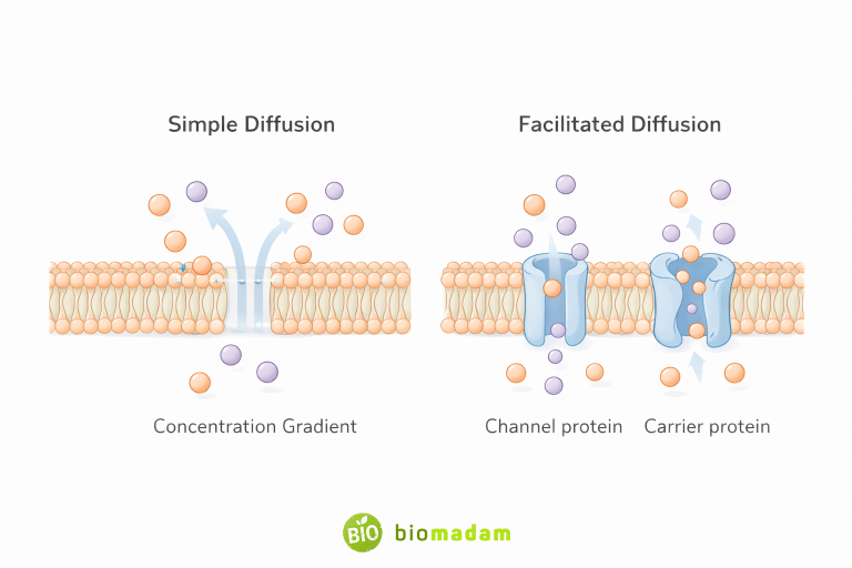 Different Types of Diffusion – Definition, Factors & Examples