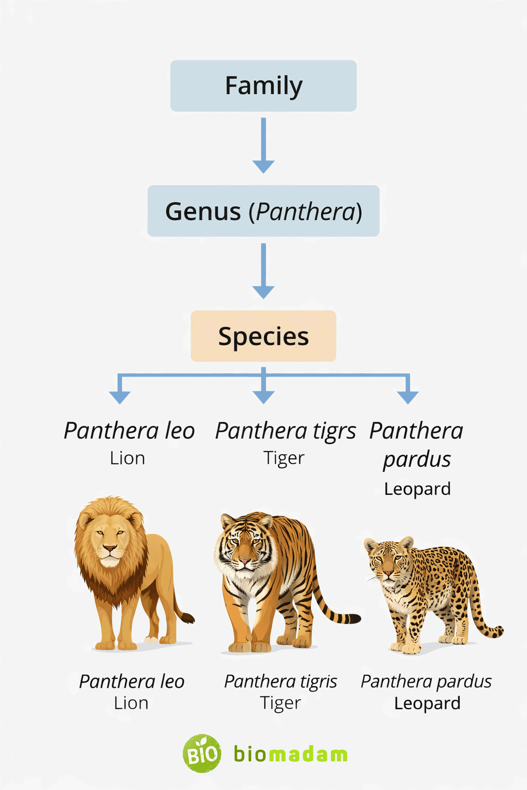 Species vs Genus: Key Differences, Definitions, and Examples