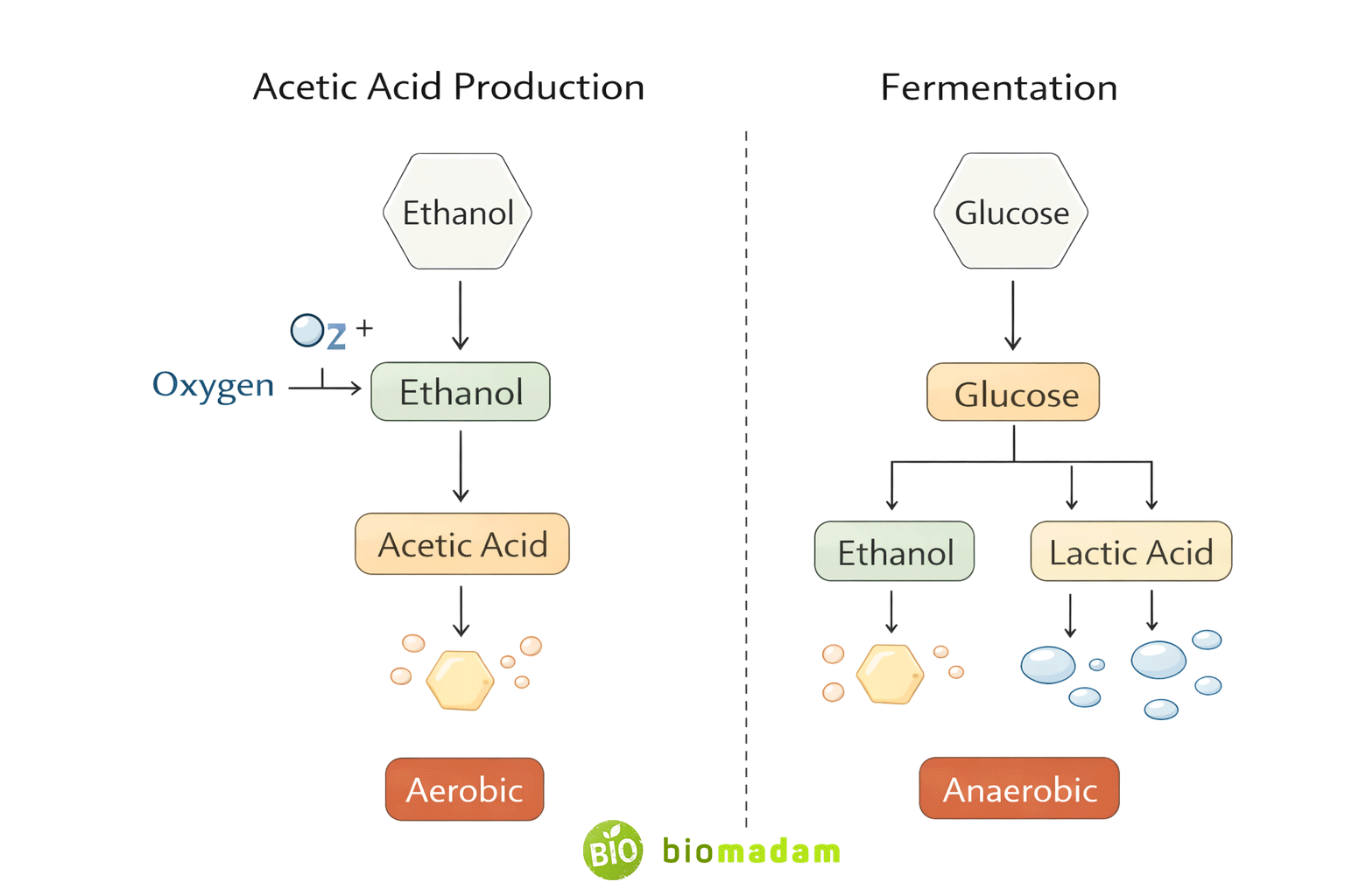 Types of Fermentation: Alcoholic, Lactic & Examples