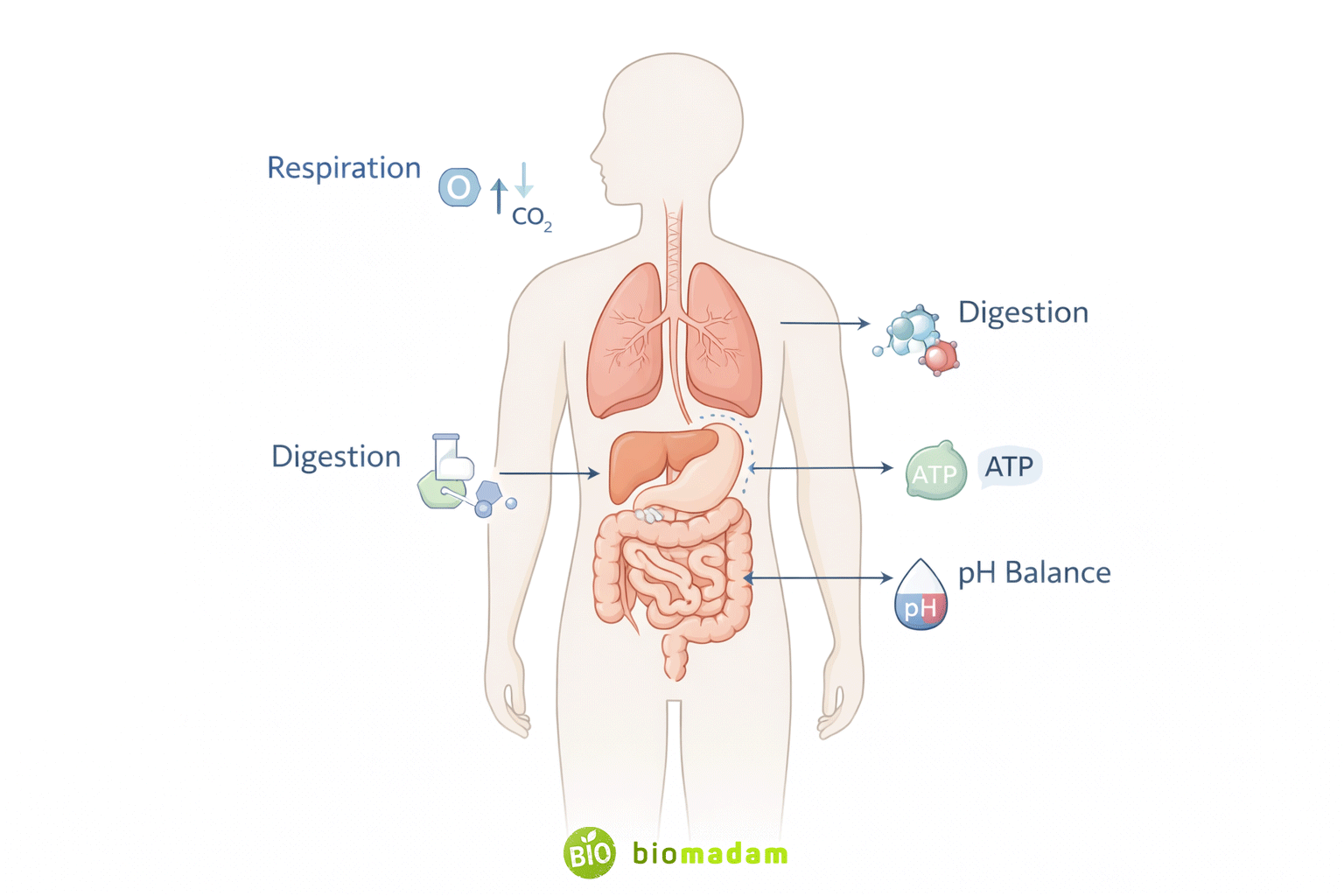 Importance of Chemistry in Daily Life | Uses & Applications Explained