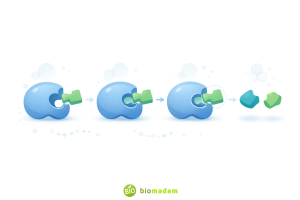 Enzymes Explained: Definition, Functions, Types, and Mechanism of Action