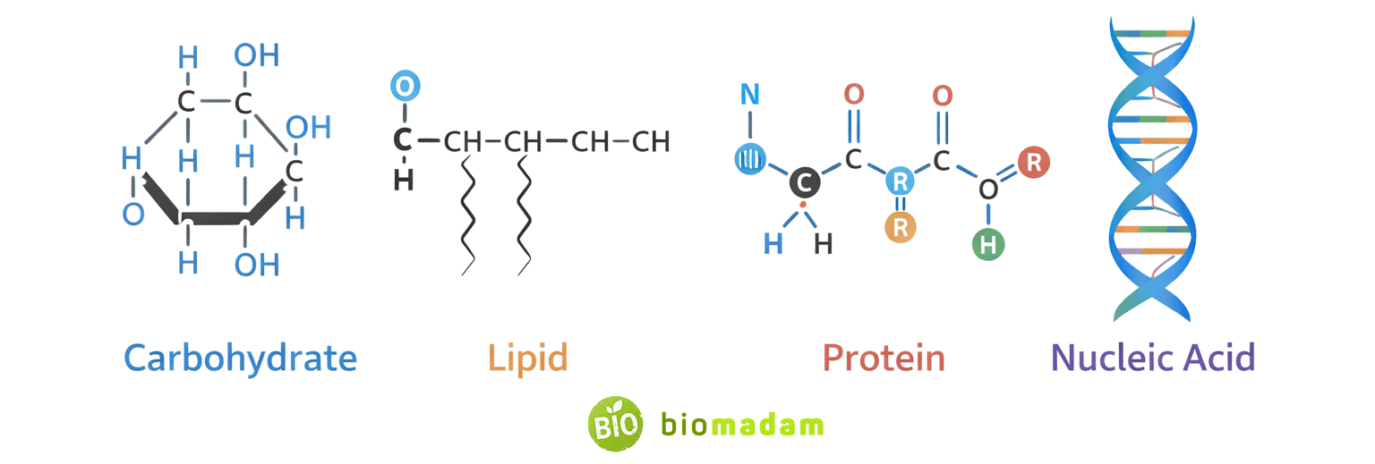 Importance of Organic Compounds in Life & Industry
