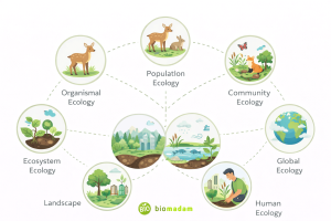 Different Types of Ecology | Levels, Components & Branches Explained