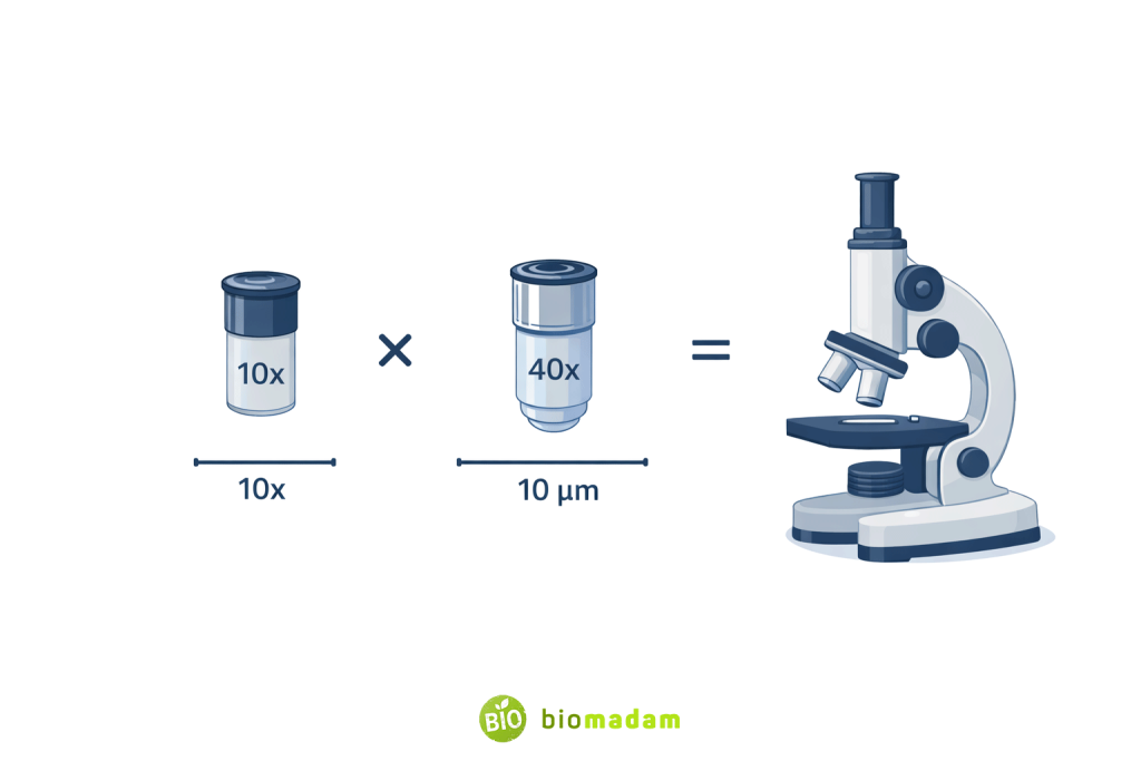 How to Calculate Magnification in Biology | Formula, Examples & Exam Tips
