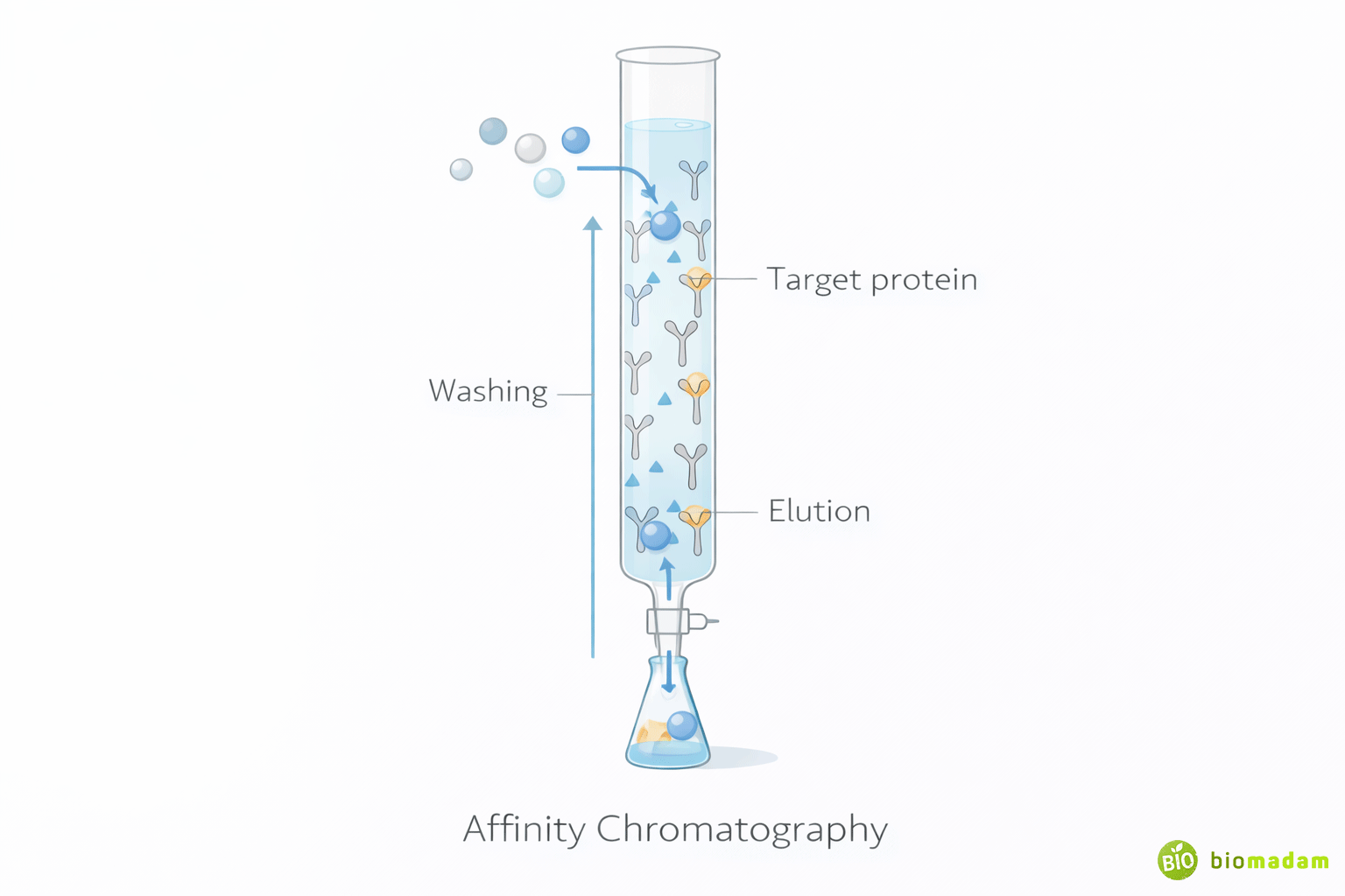 Types of Column Chromatography Explained Clearly