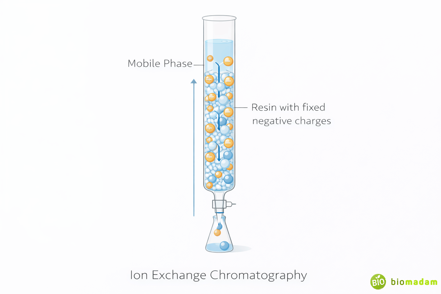 Types of Column Chromatography Explained Clearly