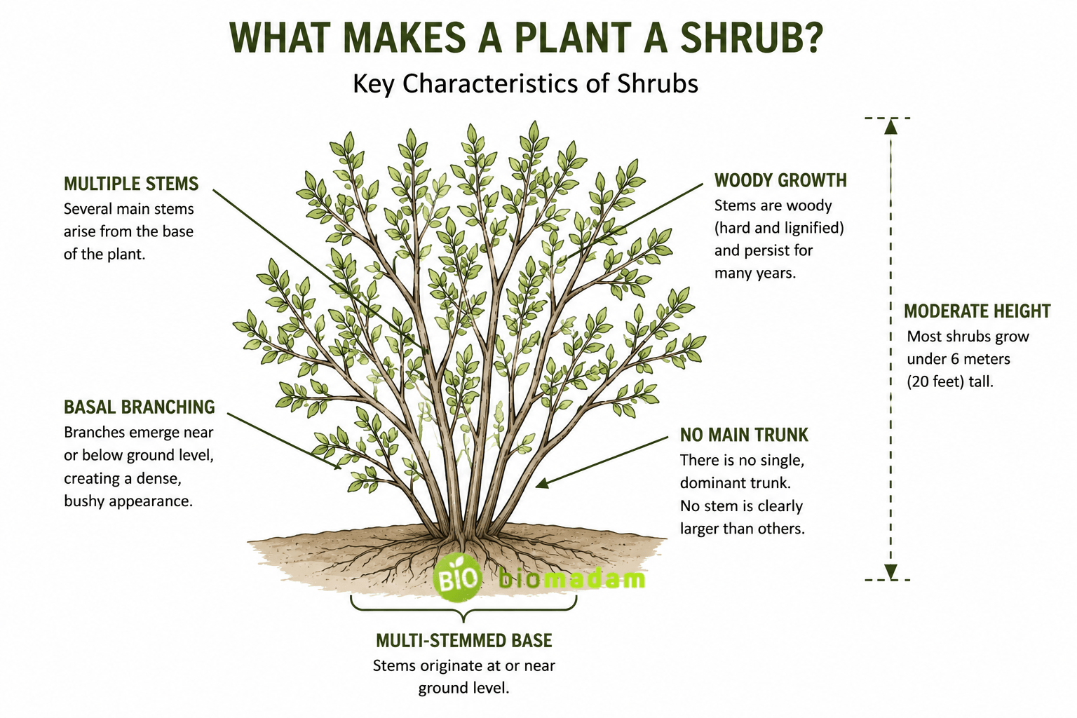 What Plants Are Classified as Shrubs? Definition & 10 + Examples